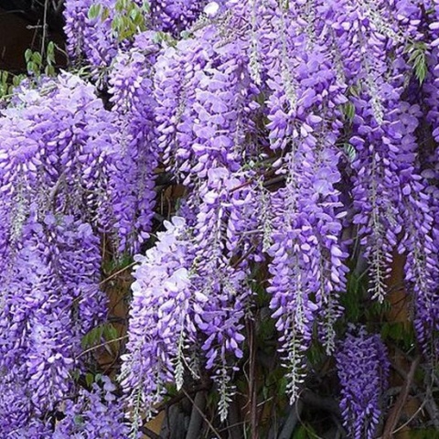 Glicynia (Wisteria) chińska 'Prolific' > Szkółka krzewów Fałdowie